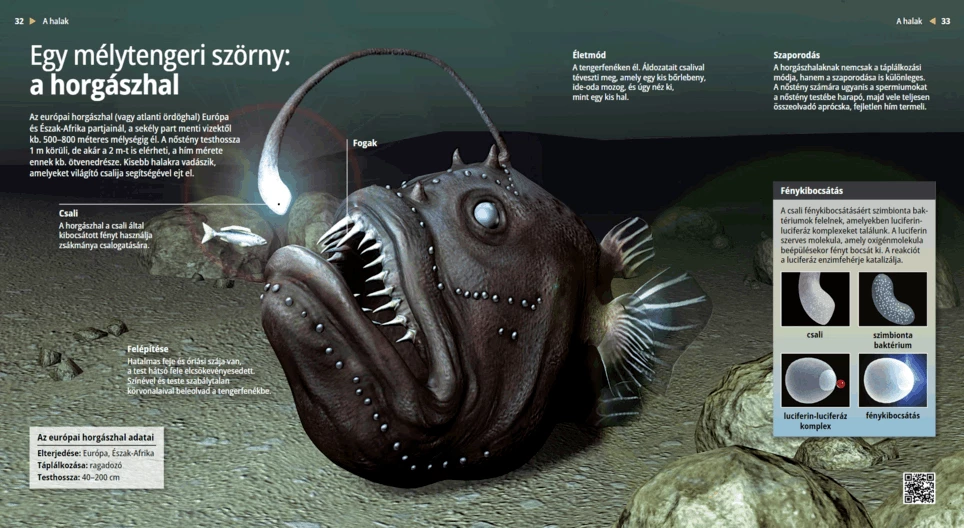 The Anglerfish: A Deep-sea Monster - Digital lessons - US Mozaik ...