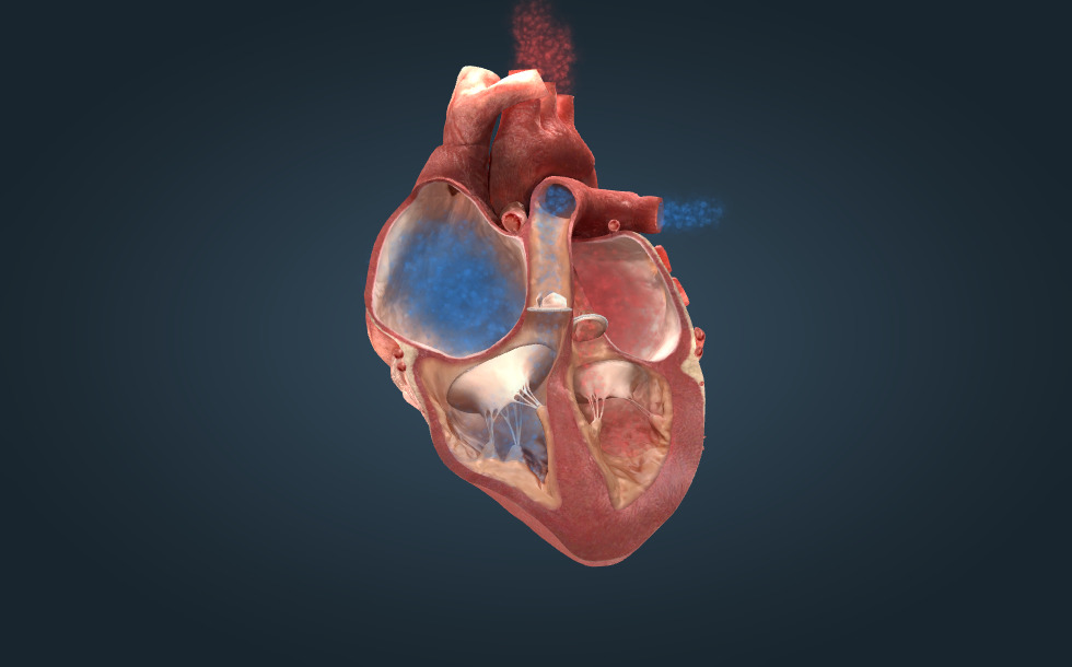 The anatomy of the heart - 3D scene - US Mozaik Digital Education and ...