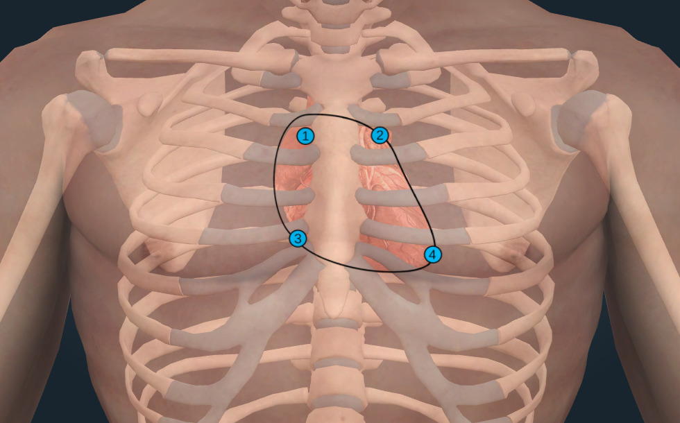 The anatomy of the heart - 3D scene - US Mozaik Digital Education and ...