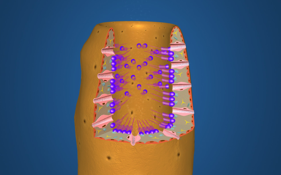 Sponges - 3D scene - US Mozaik Digital Education and Learning