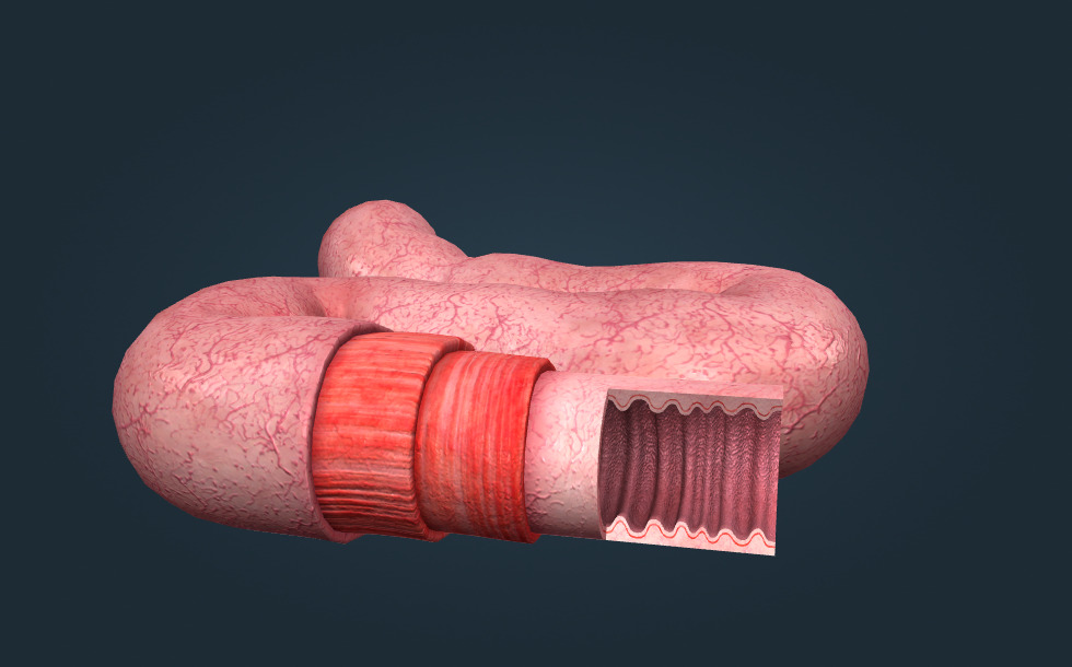 Anatomy of the small intestine - 3D scene - US Mozaik Digital Education ...