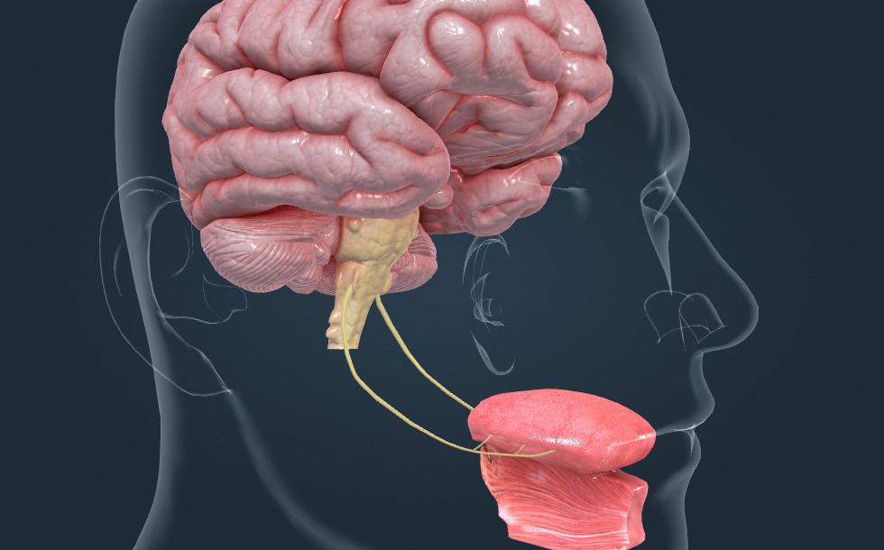 The mechanism of taste reception - 3D scene - US Mozaik Digital ...
