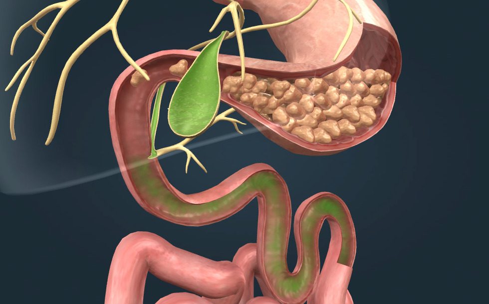 The anatomy and functions of the liver - 3D scene - US Mozaik Digital ...