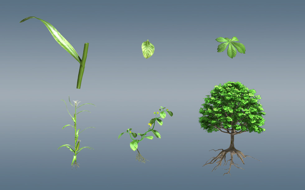 The anatomy of leaves - 3D scene - US Mozaik Digital Education and Learning