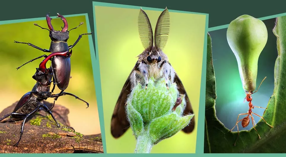 Insectos en el bosque - Lección digital - US Educación digital y ...