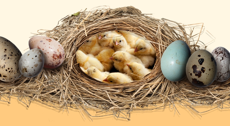 El secreto de los huevos - Lección digital - US Educación digital y ...