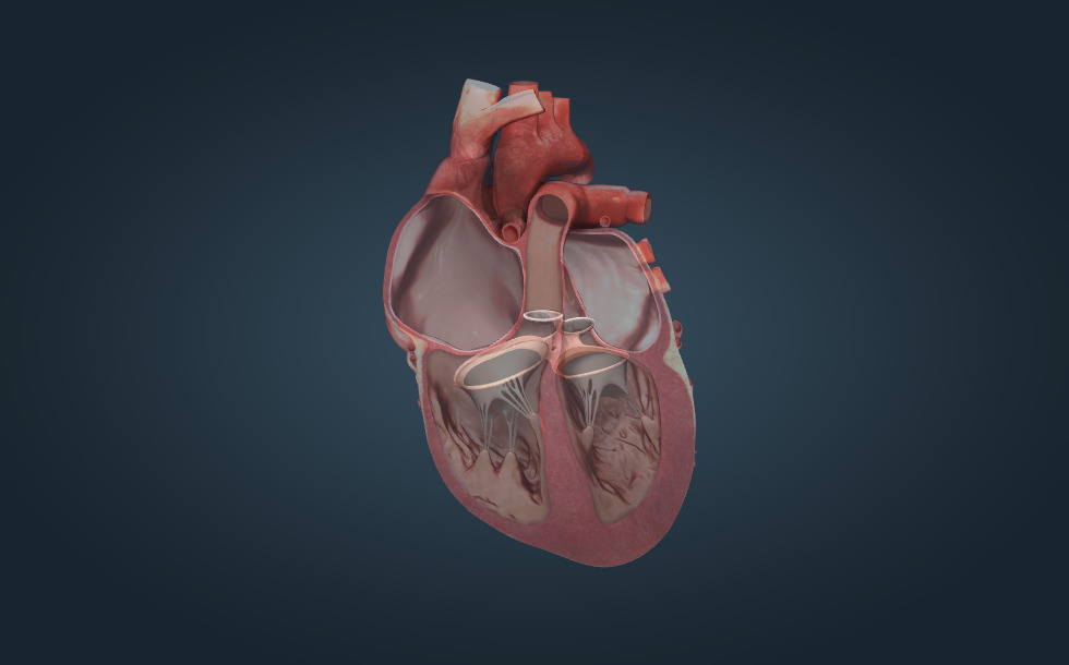 Anatomía 3d Del Corazón