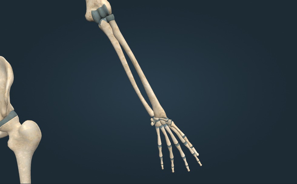 Tipos de articulaciones sinoviales - escena en 3D - US Educación ...