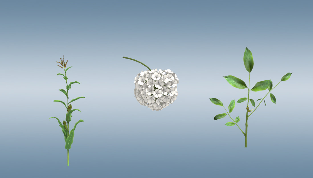 Las flores de las angiospermas - escena en 3D - US Educación digital y ...