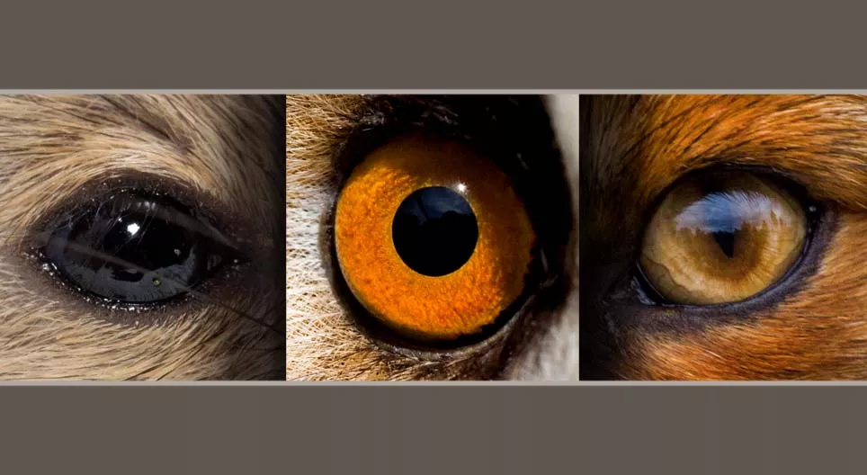 Rodents and predators - Digital lessons - US Mozaik Digital Education ...